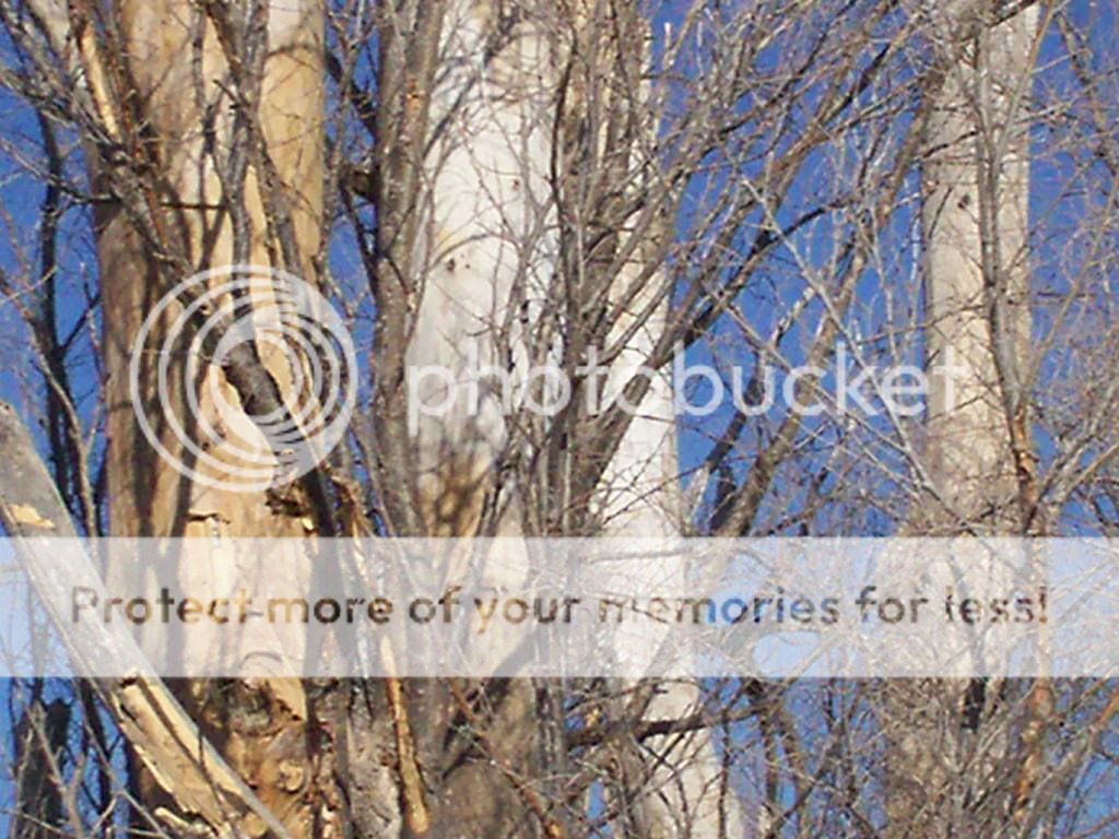 Stacking wood (pic) | Arborist, Chainsaw & Tree Work Forum