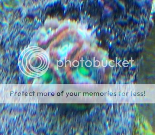 Micro/Lord Groth rate | Reef2Reef