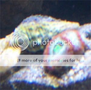 Micro/Lord Groth rate | Reef2Reef