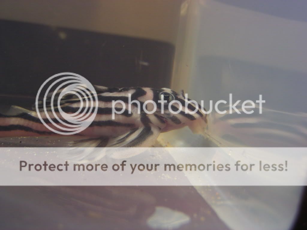 eeeeemo's Zebra Plecos (Hypancistrus zebra)