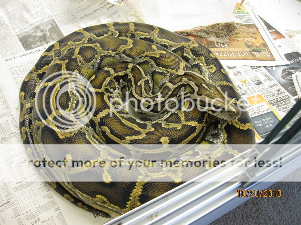 FS: Burmese python and very nice cage fort wayne, indiana pick up only ...
