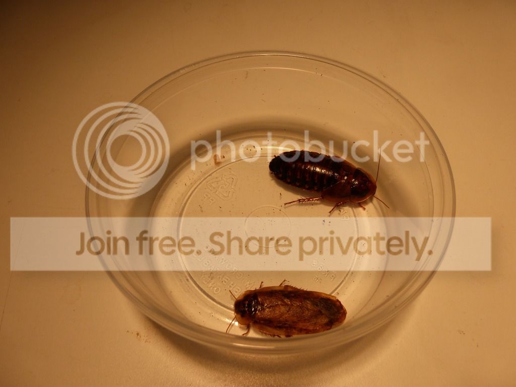 Orange Head Roach Info | Chameleon Forums