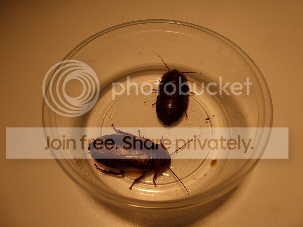 Orange Head Roach Info | Chameleon Forums