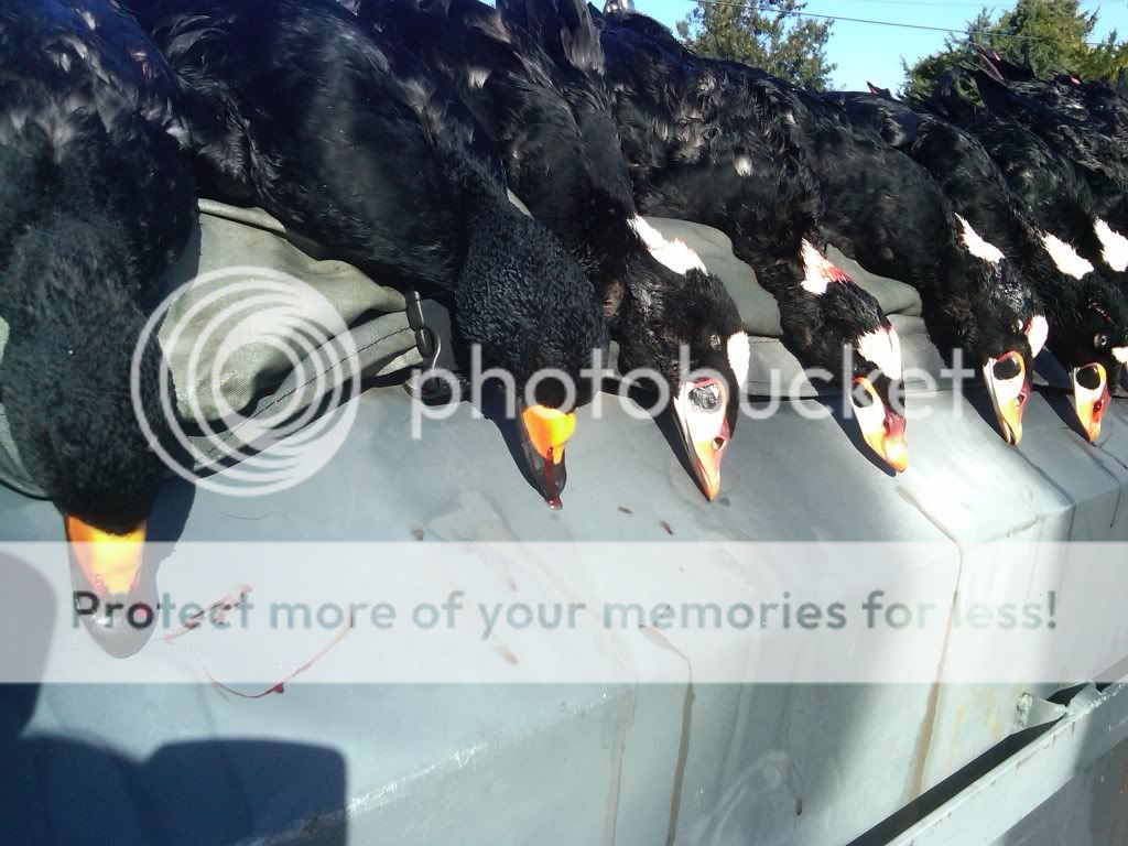 Two Days of Mass Duck Euphoria! | Duck Hunting Forum