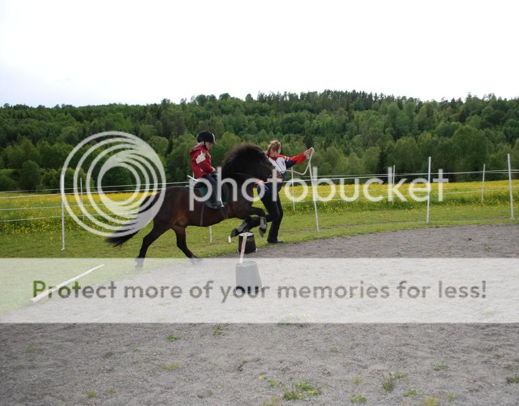 Jeg vil se kat 3 springere =) - Opslag, billeder og video - Heste-Nettet.dk