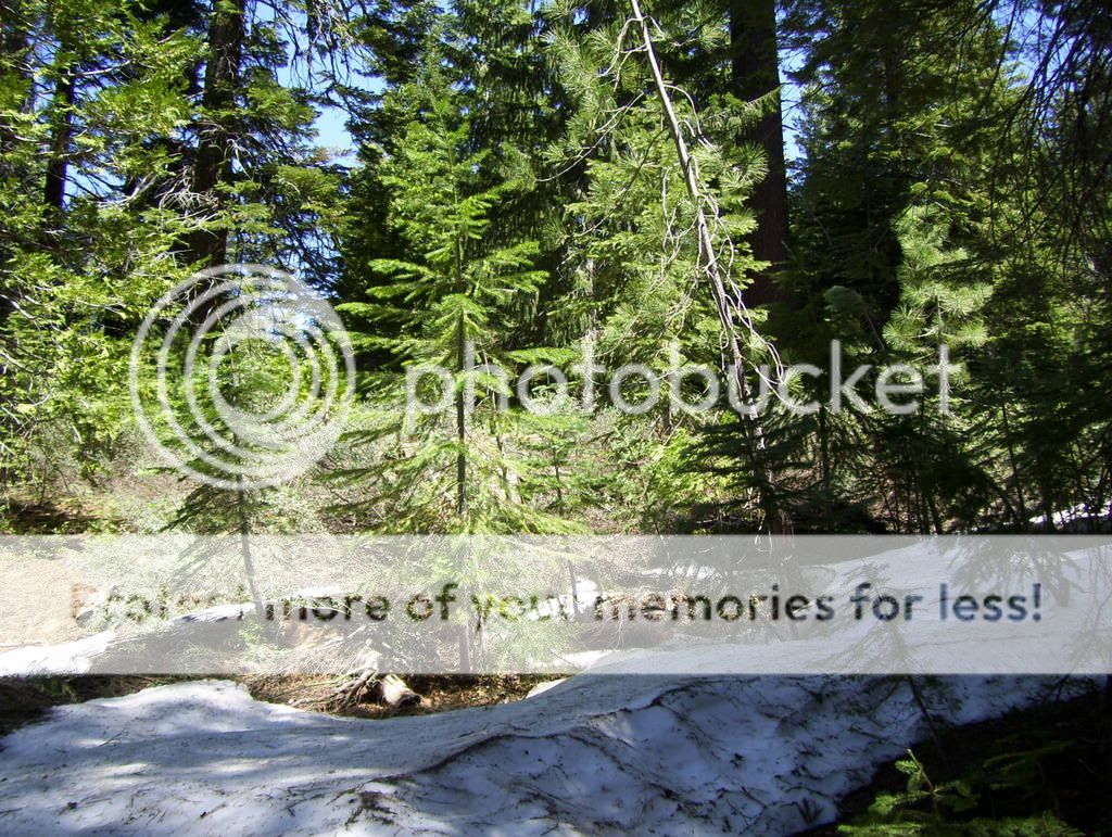 Mr. Flipper & Son Hear, See, and Get Footprints of Bigfoot on Pack Trip ...