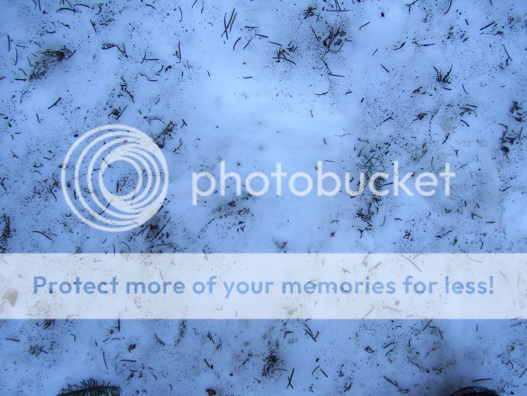 Mr. Flipper & Son Hear, See, and Get Footprints of Bigfoot on Pack Trip ...