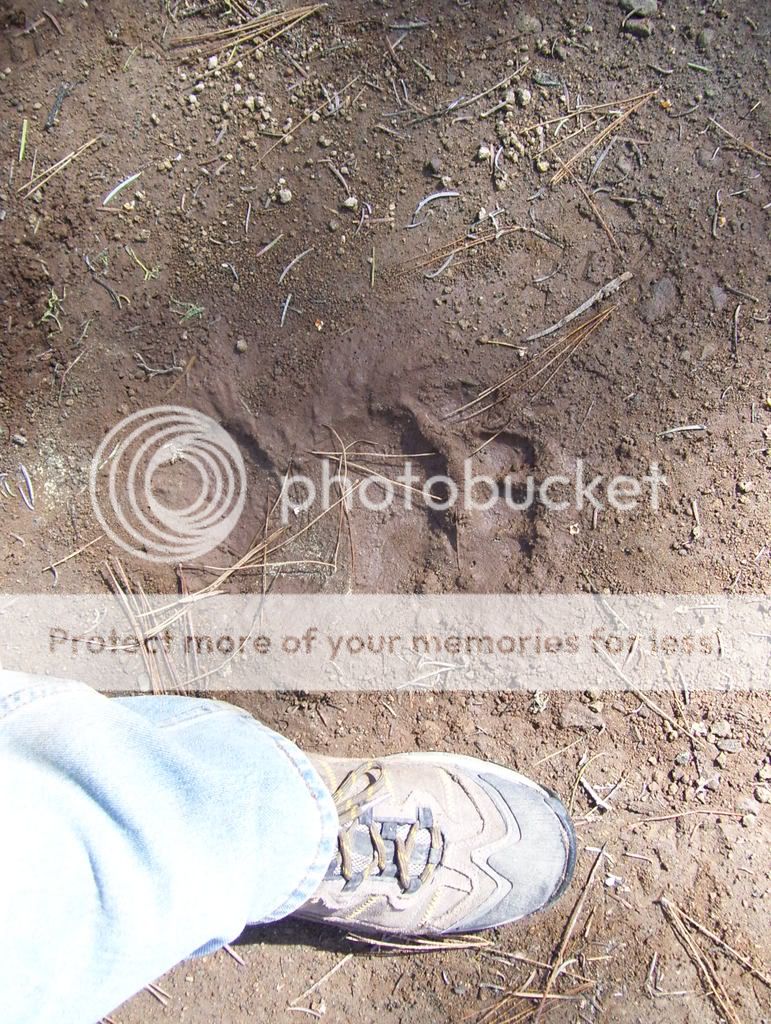 Mr. Flipper & Son Hear, See, and Get Footprints of Bigfoot on Pack Trip ...
