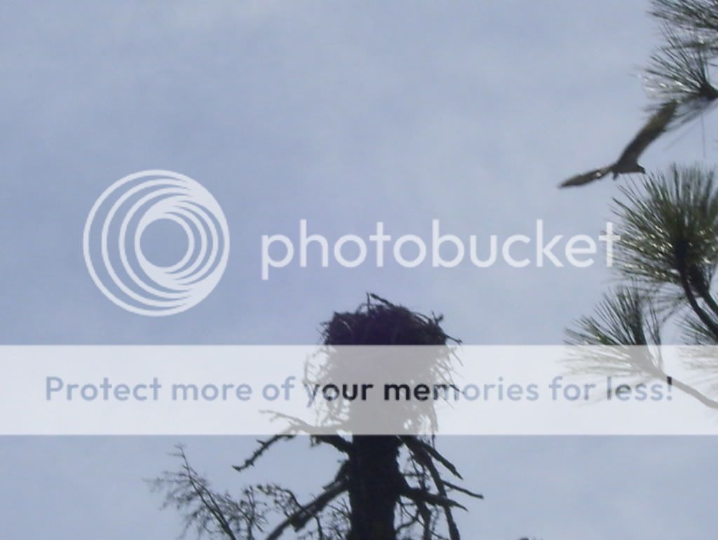 Mr. Flipper & Son Hear, See, and Get Footprints of Bigfoot on Pack Trip ...